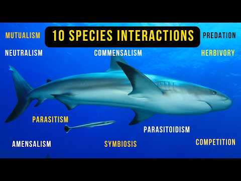 10 Species Interactions in Ecosystem with Examples-Ecology 6 Minutes