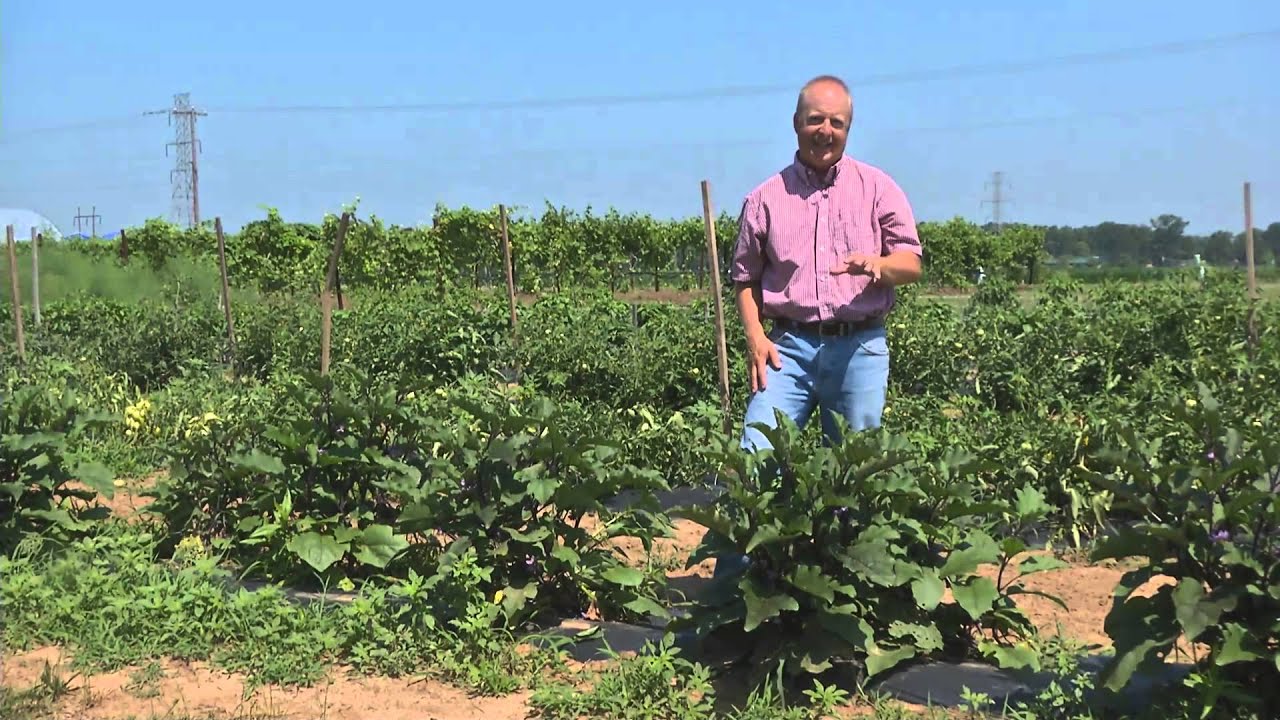 From the Ground Up - Eggplant
