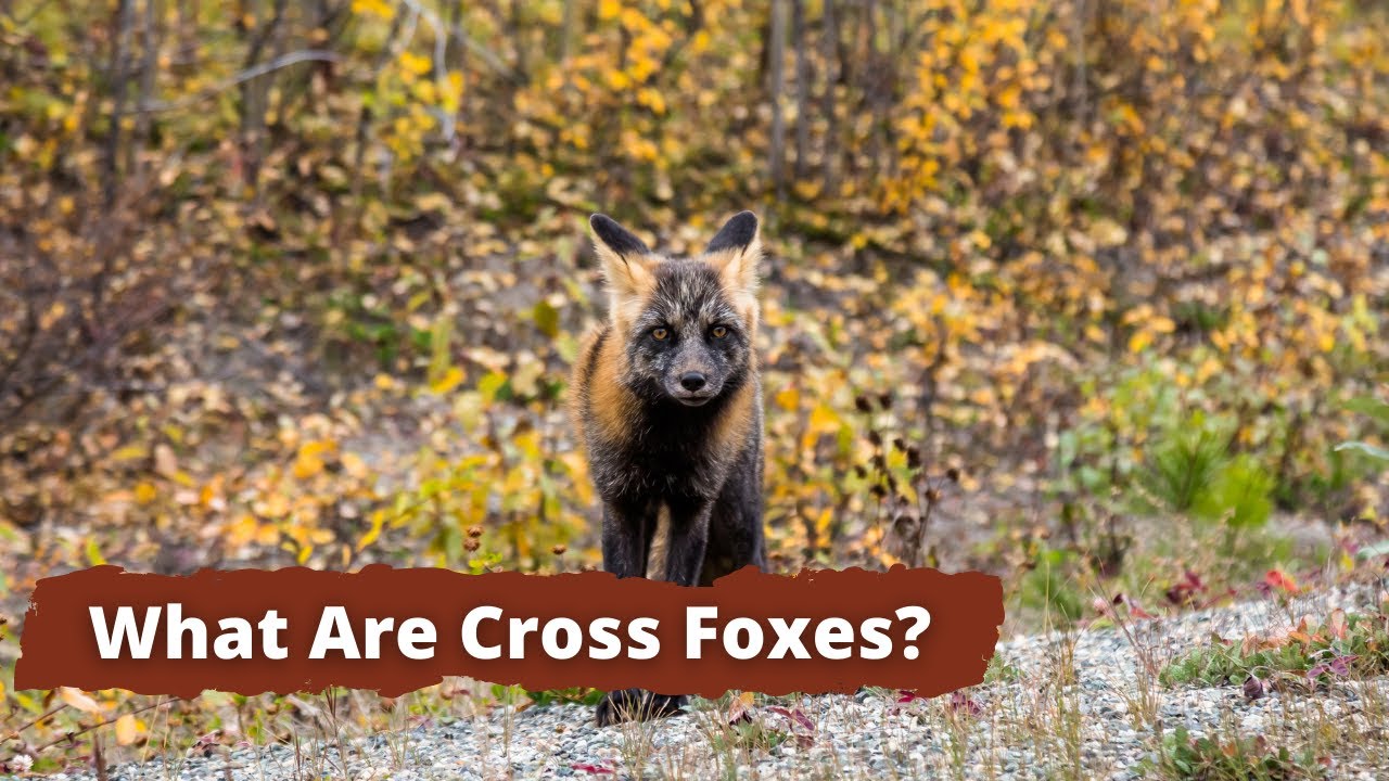 What is a Cross Fox? Cross Foxes Explained