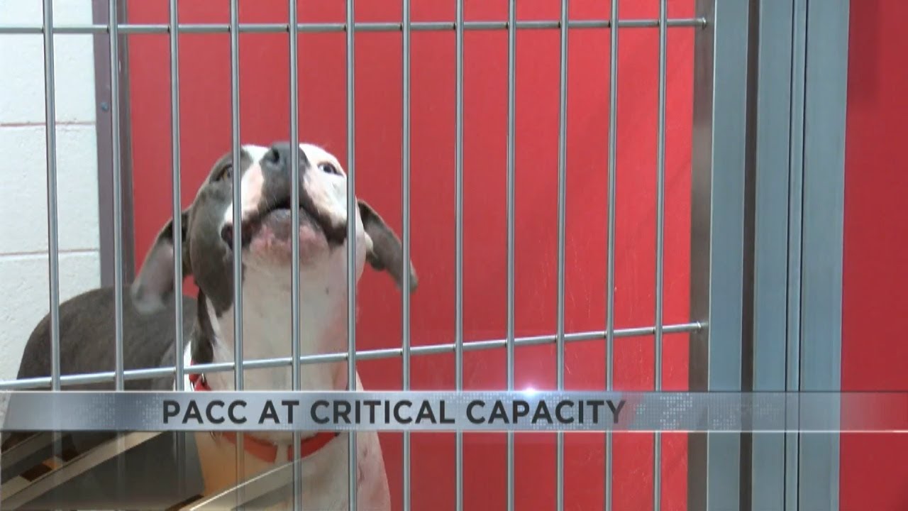 Adopt a pet at 'Bark in the Barrio' this weekend