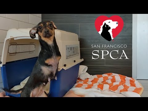 Dogs Born Without Front Legs Find The Perfect Home | SF SPCA Happy Tails