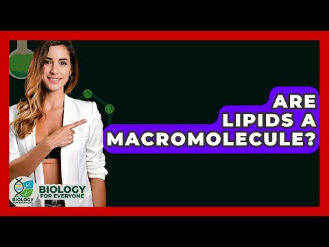 Are Lipids A Macromolecule? - Biology For Everyone