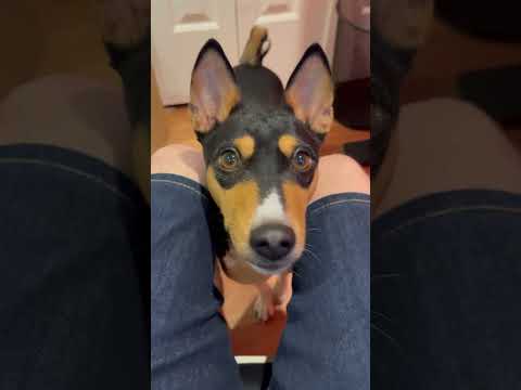 Basenji Dog Says Hi #dog #barkless #basenji