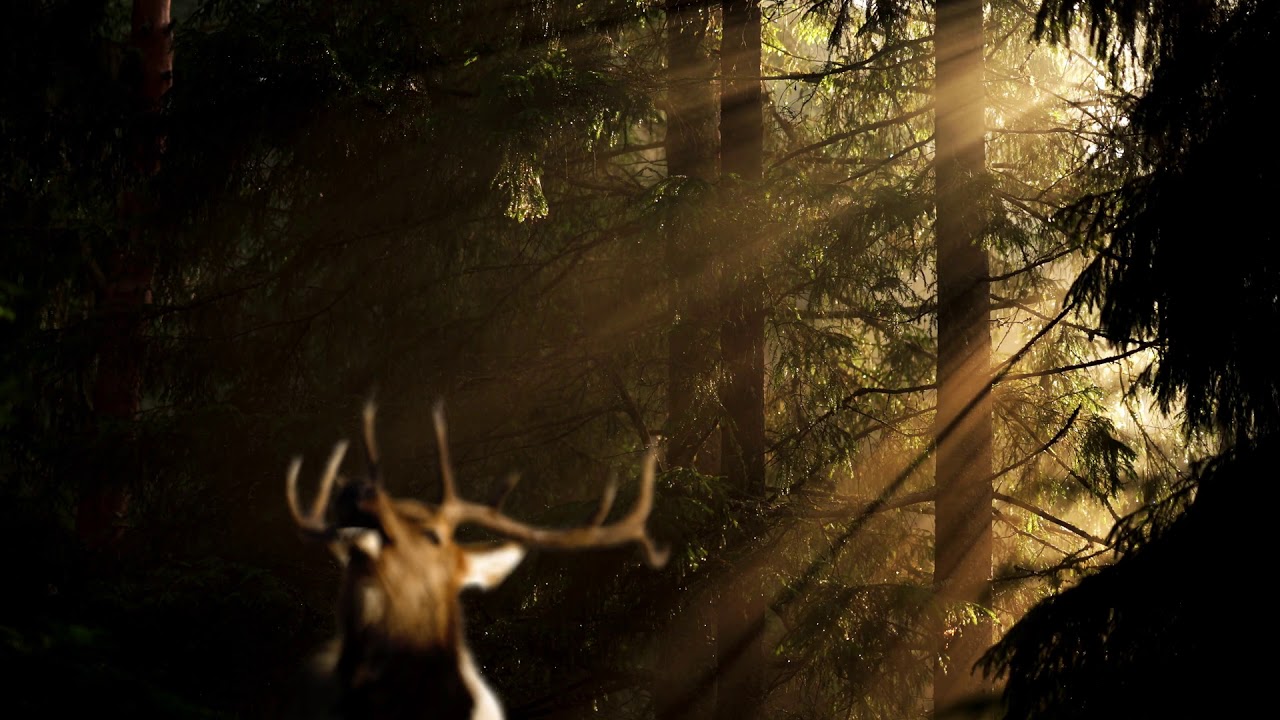 Nature Forest HD Live Wallpaper For Windows - DesktopHut.com