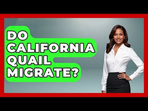 Do California Quail Migrate? - Bird Watching Diaries
