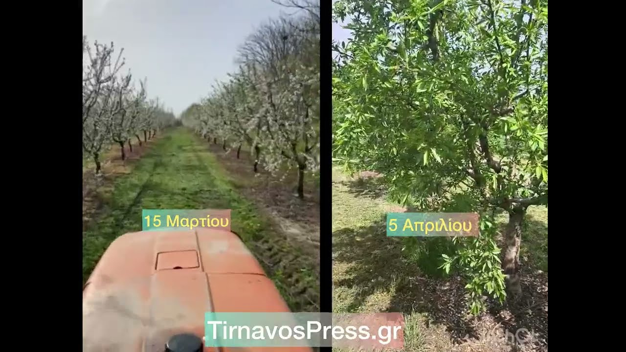 Ώρα μηδέν για τους αγρότες στον Τύρναβο – Ολοκληρωτική καταστροφή στις ...