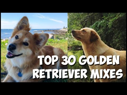 Top 30 Golden Retriever Mixes 2020 ✅