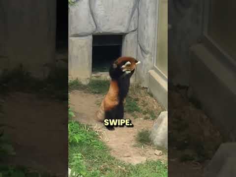 DO Red Pandas REALLY Attack Humans?