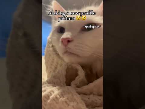 Making a new pfp # #memes #cute #cat #cats #kitty #pfp #viral #shorts #fup #fyp #shortsvideo #nice