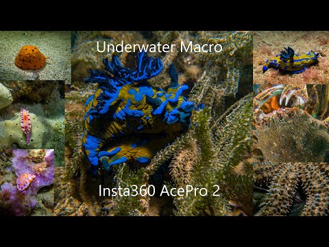 How to use the Insta360 AcePro2 to take great underwater macro