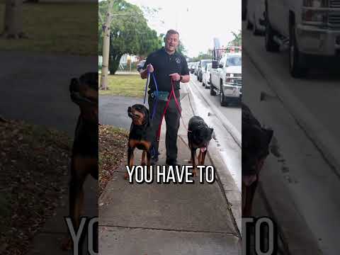 Do You Want a Well Behaved Dog? Give Them a Job to Do!