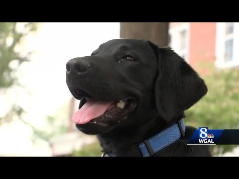 College student raises puppy to become service dog