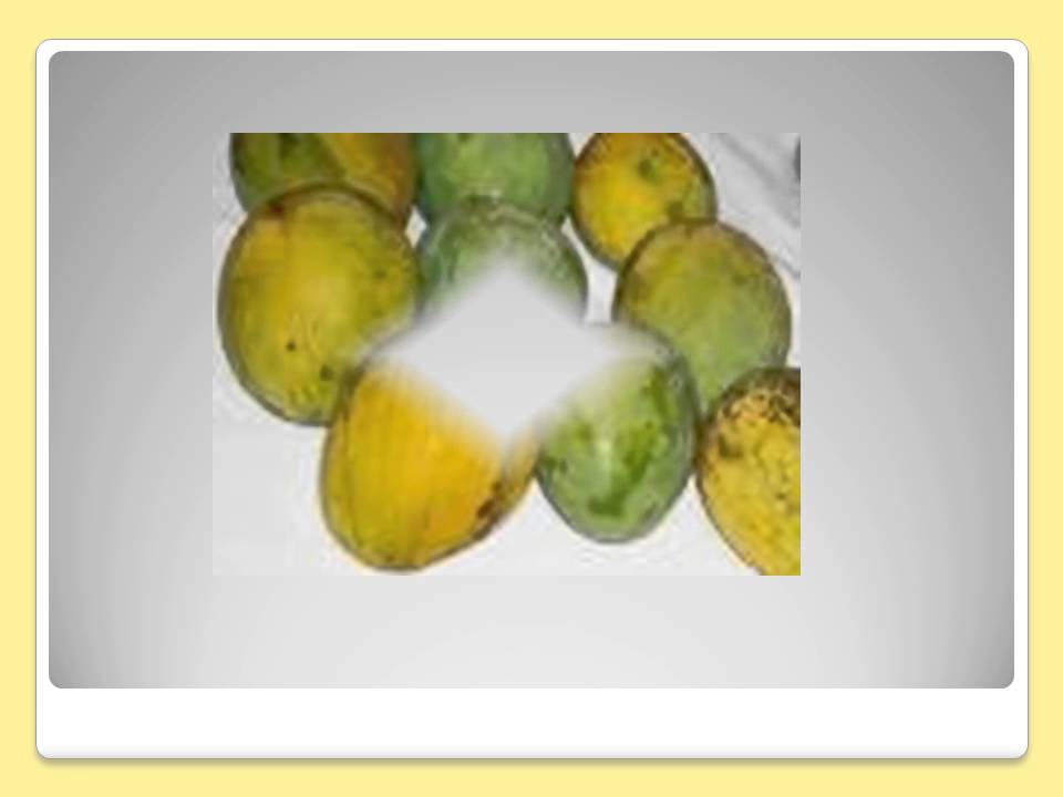 MANGO PRESENTATION IN PPT BY ILO TOPE