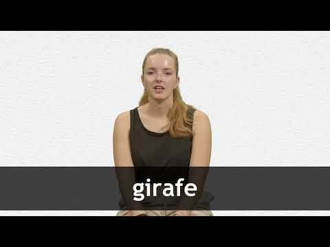 English Translation of “GIRAFE” | Collins French-English Dictionary