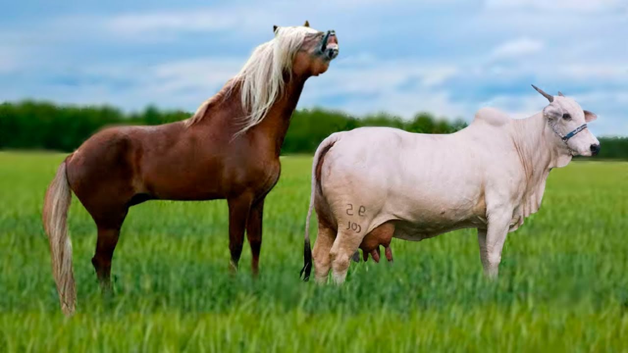 Animals Caught CROSS-BREEDING, Creating Whole New Species