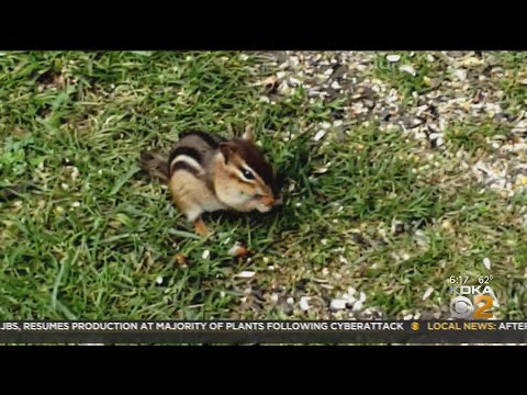 Pest Problems: Chipmunks
