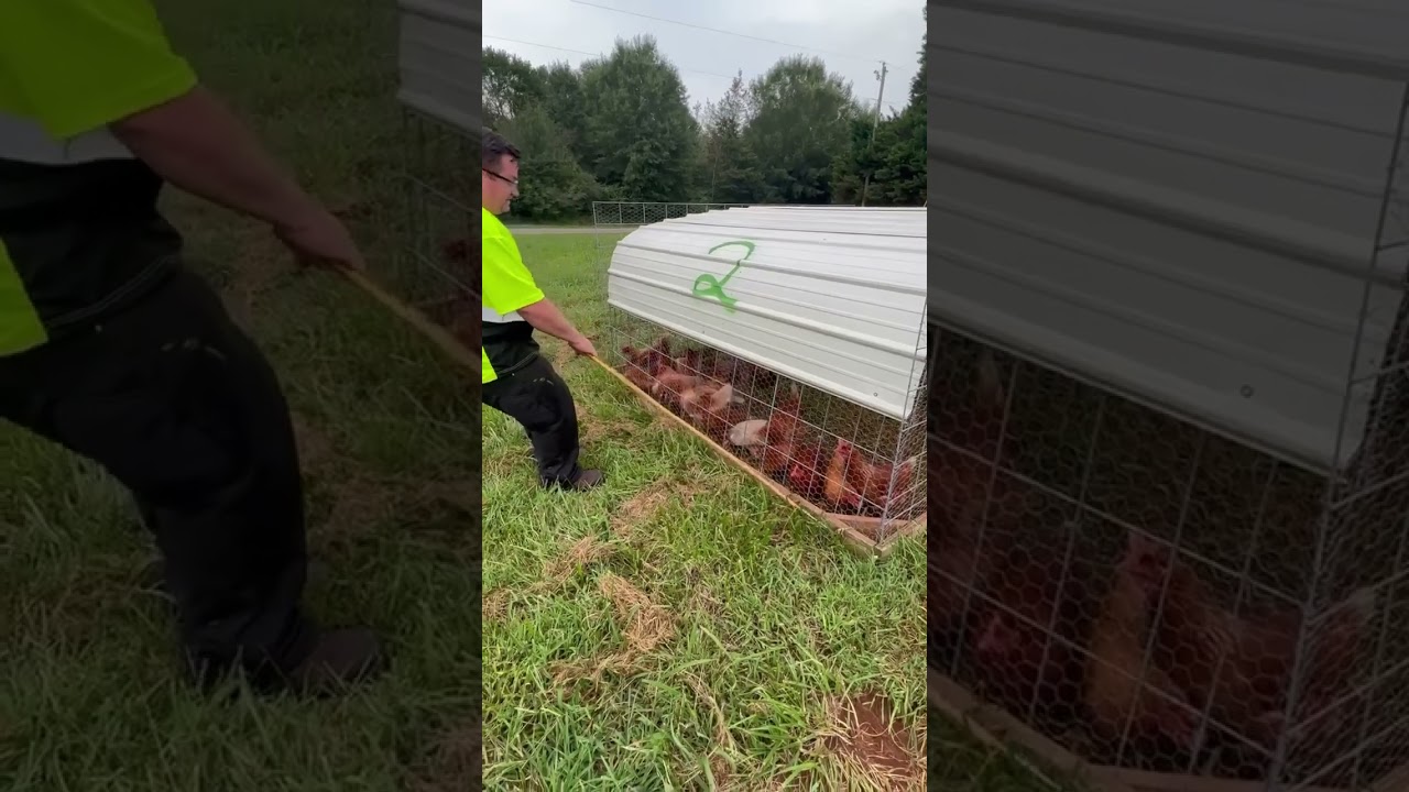 Regenerative Agriculture with chickens #groweatrepeat #homestead #simplelife #chickentractor