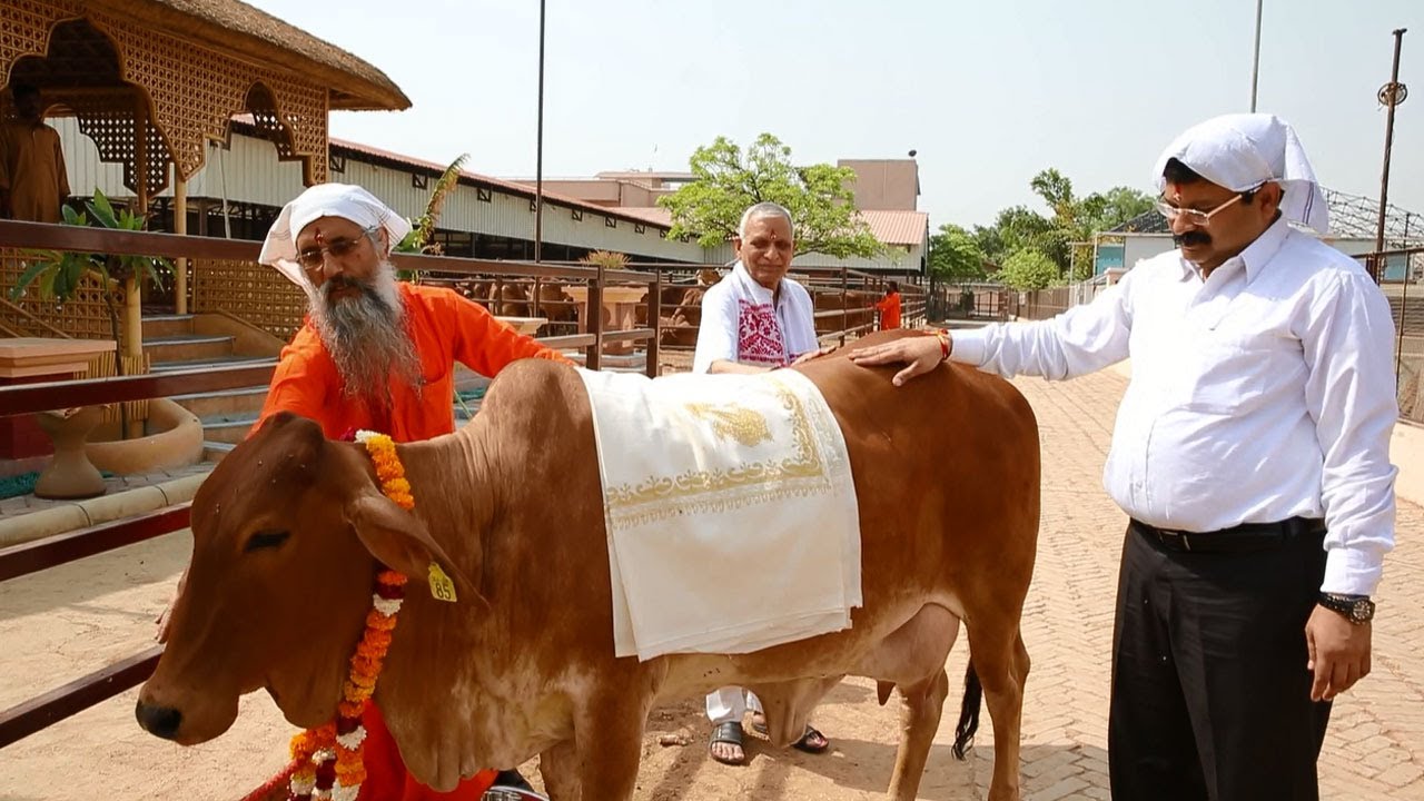 Gau-Daan Yagya at Kamdhenu Gaushala, Divya Dham Ashram | Divya Jyoti ...