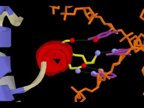 Homeodomain
