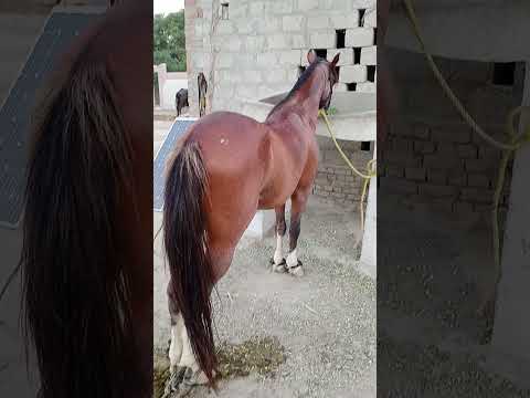 Freedom’s True Face 🕊️ | Carved in the Shape of a Horse