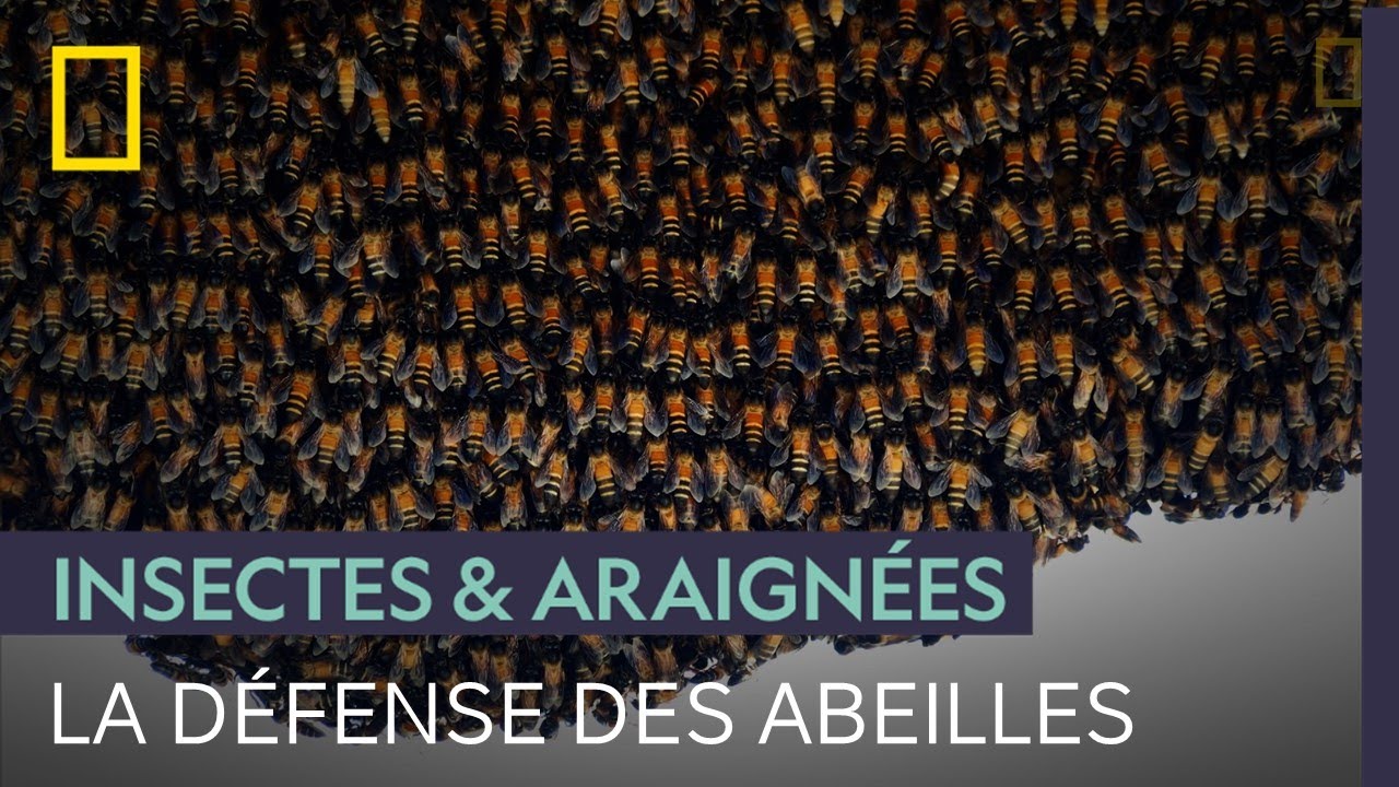 Documentaire | Comment les abeilles parviennent-elles à se défendre