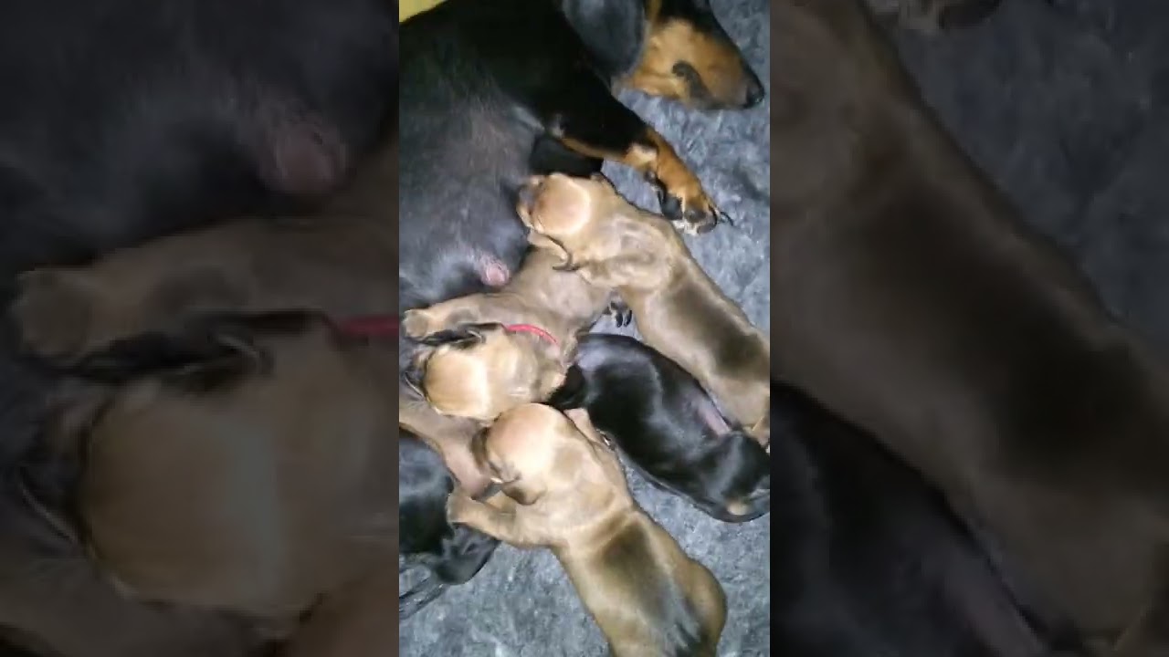 Canis Formula - Allevamento bassotti standard, bassotto nano e bassotti kaninchen pelo corto