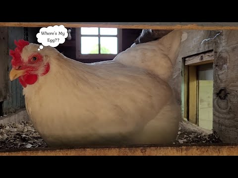 What is The Egg Song??