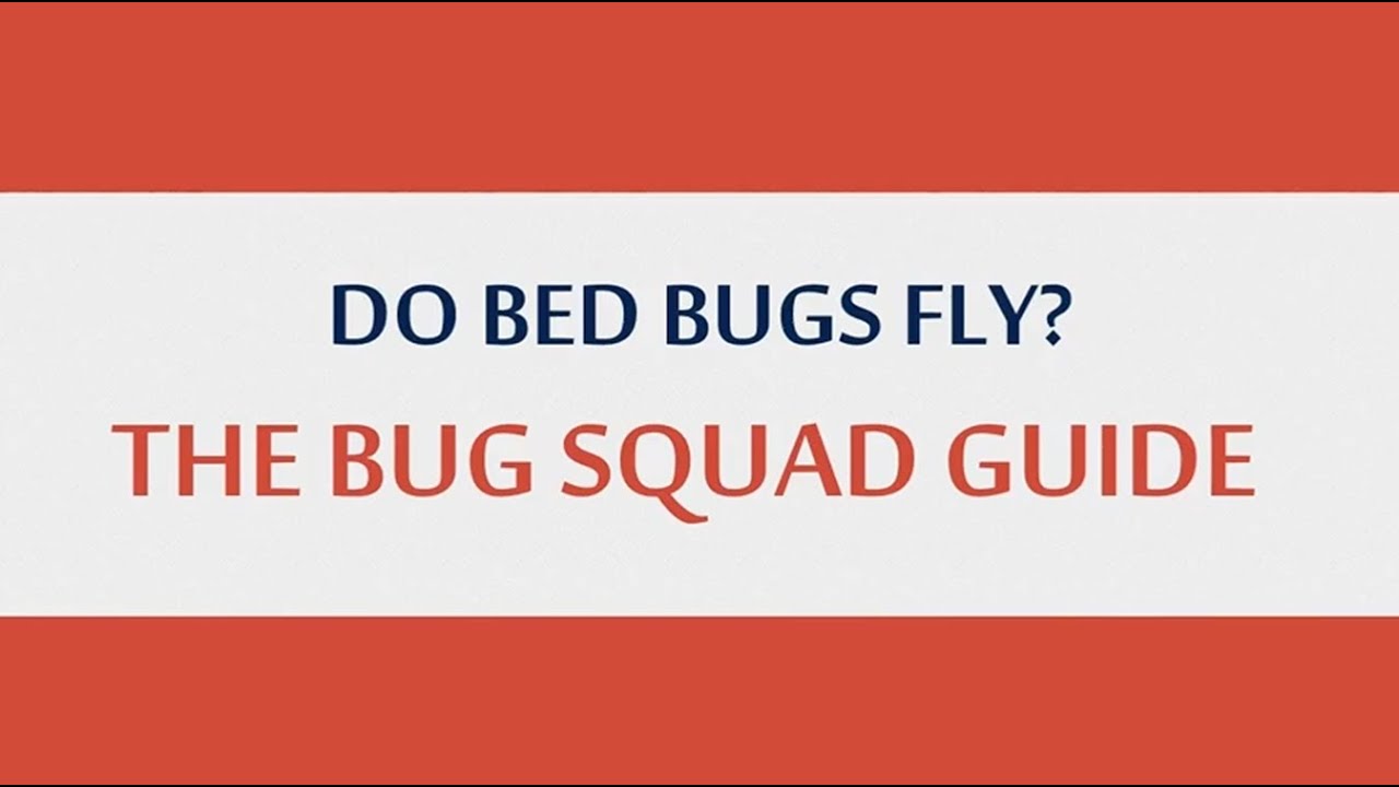 Do Bed Bugs Fly? The Bug Squad Guide