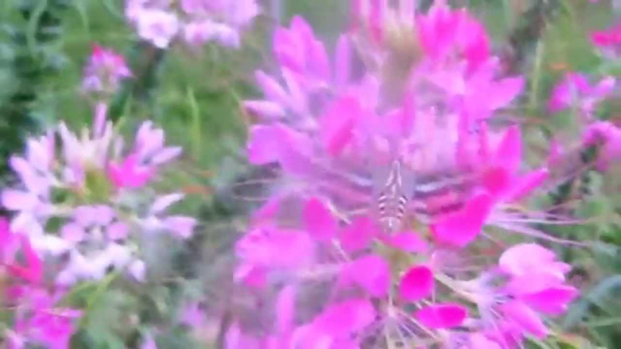 Sphinx Moth in the Cleome