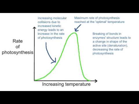 2.9 Limiting factors on the rate of photosynthesis