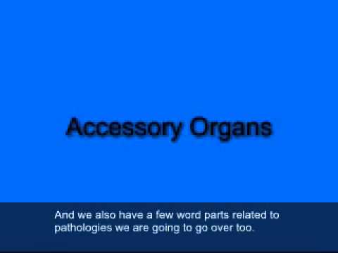 34 Chapter 08 Part 01 Word Parts