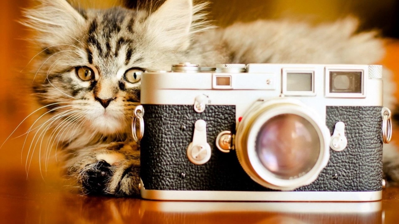 Funny Cat Wallpaper  ep 2