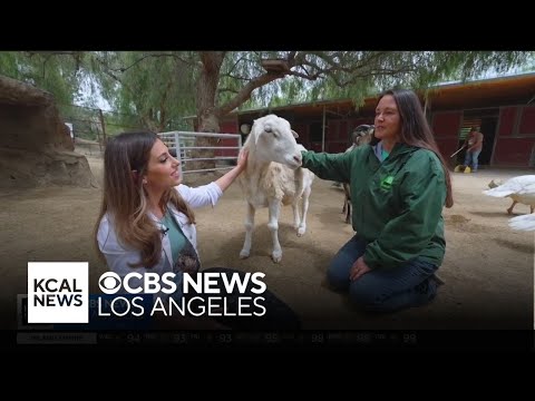 A healing trip to The Gentle Barn | Let's Go Places