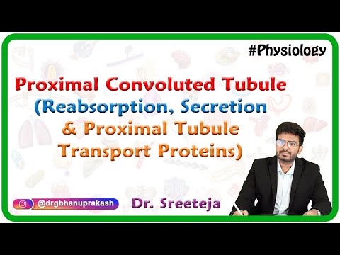 Proximal Convoluted Tubule ( Reabsorption, Secretion and Proximal Tubule Transport Proteins) : USMLE