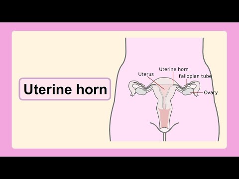 uterine horn