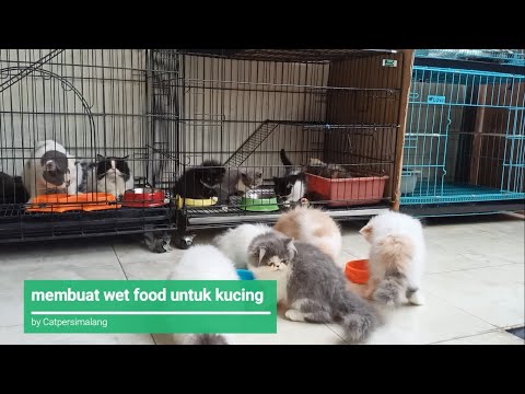 Makanan kucing persia I makanan kucing terbaik I membuat makanan kucing sendiri