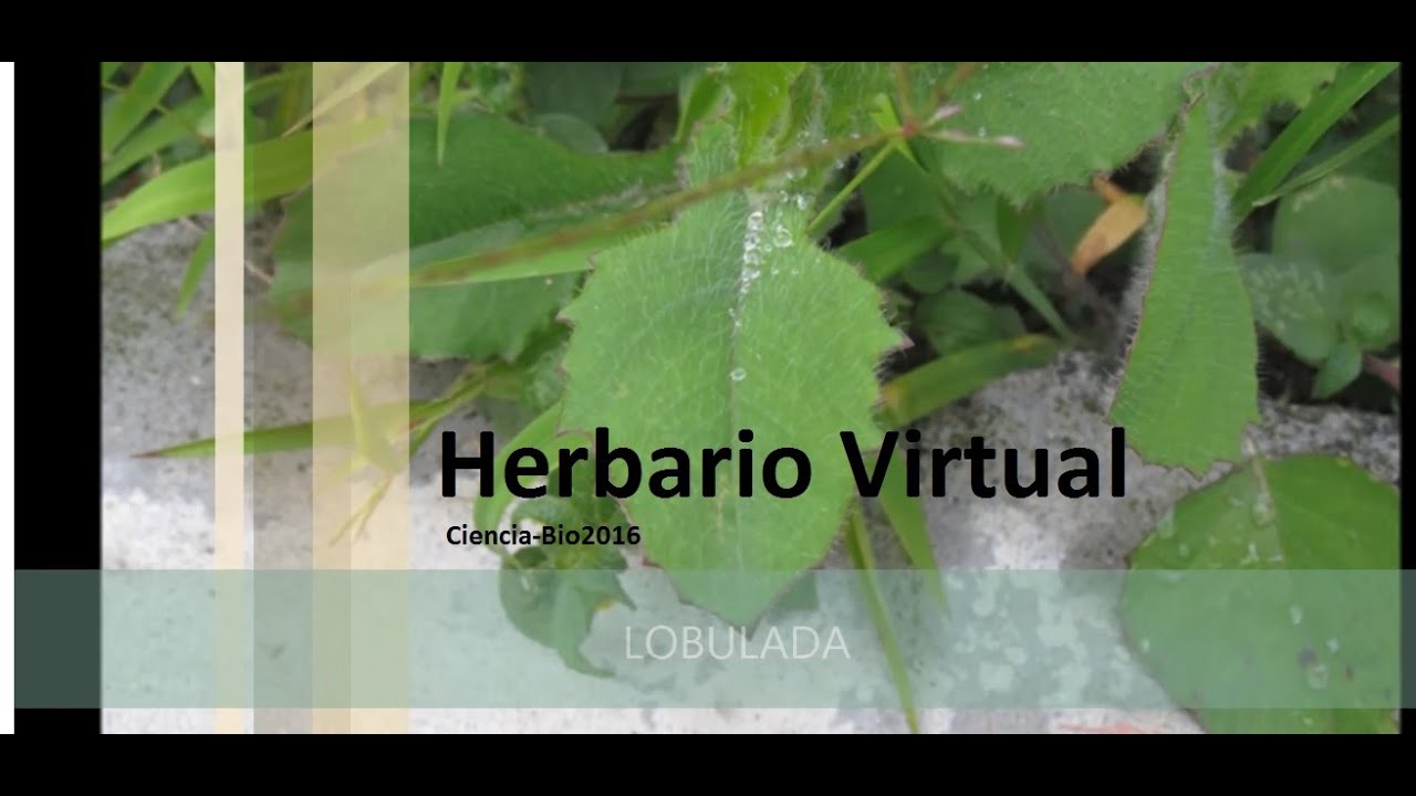 Virtual Herbarium in Spanish