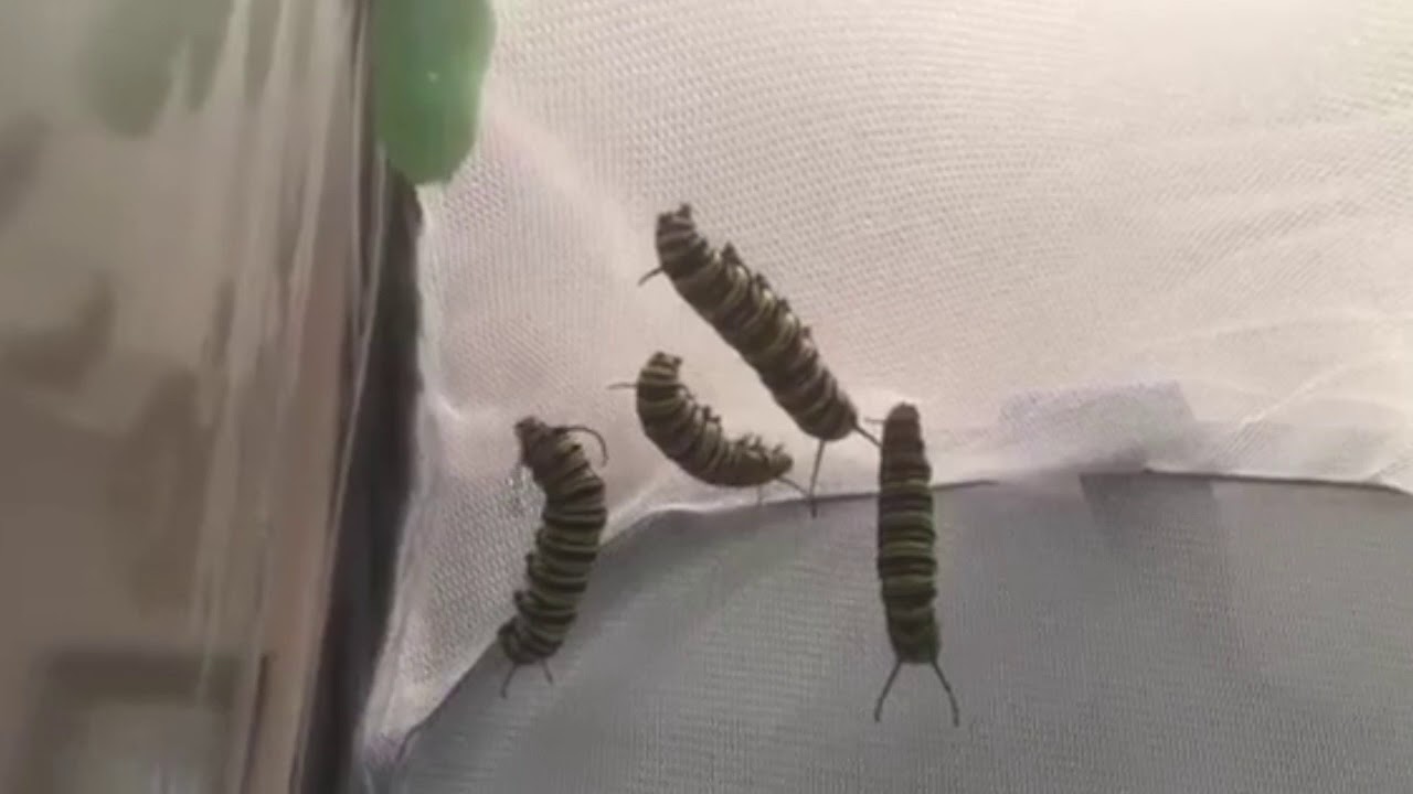 Monarch Cat Fight