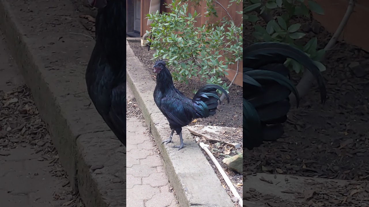 Why did the big black cock cross the road?