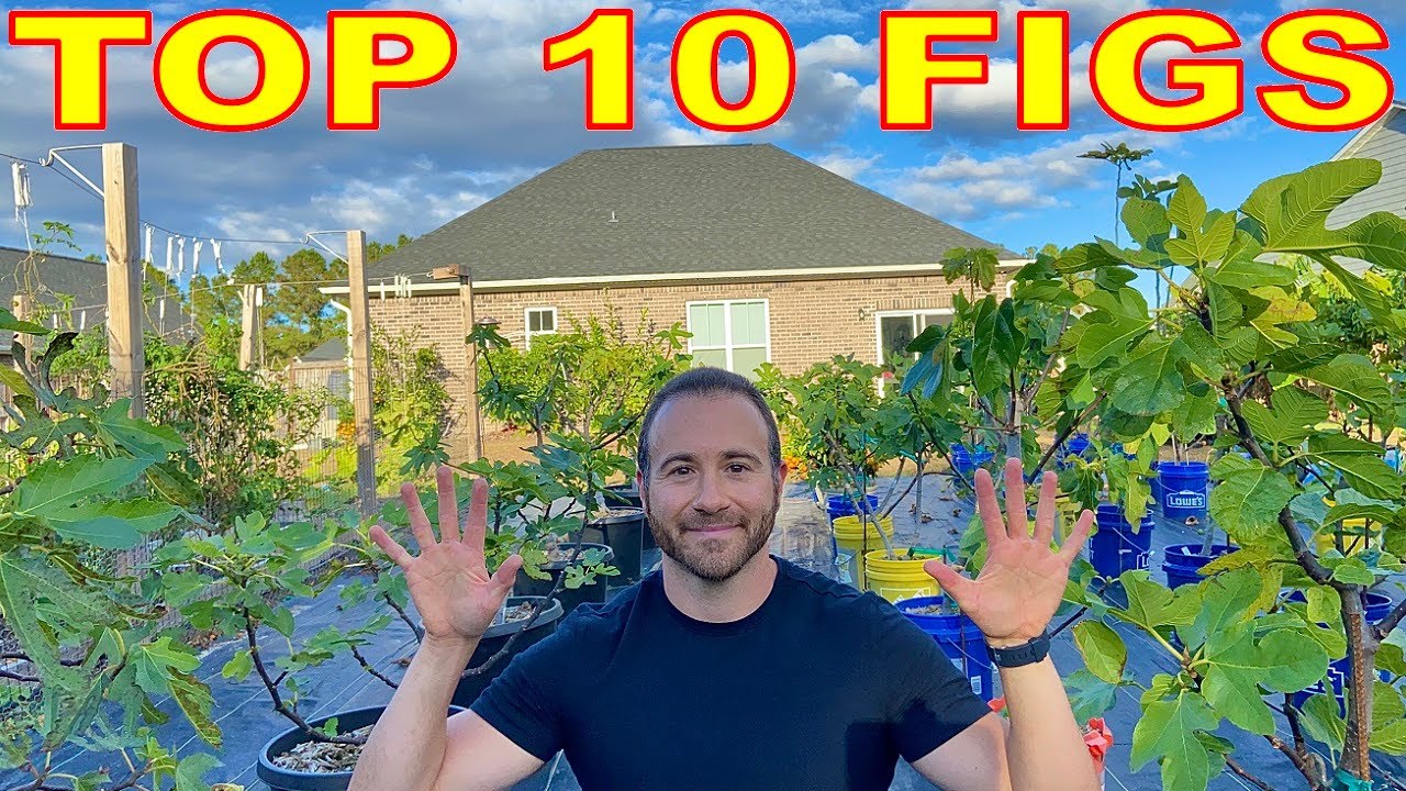 10 FIG VARIETIES For An Instant COMPLETE COLLECTION
