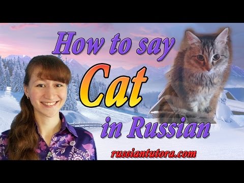 How to say Cat in Russian translation | Russian word for CAT