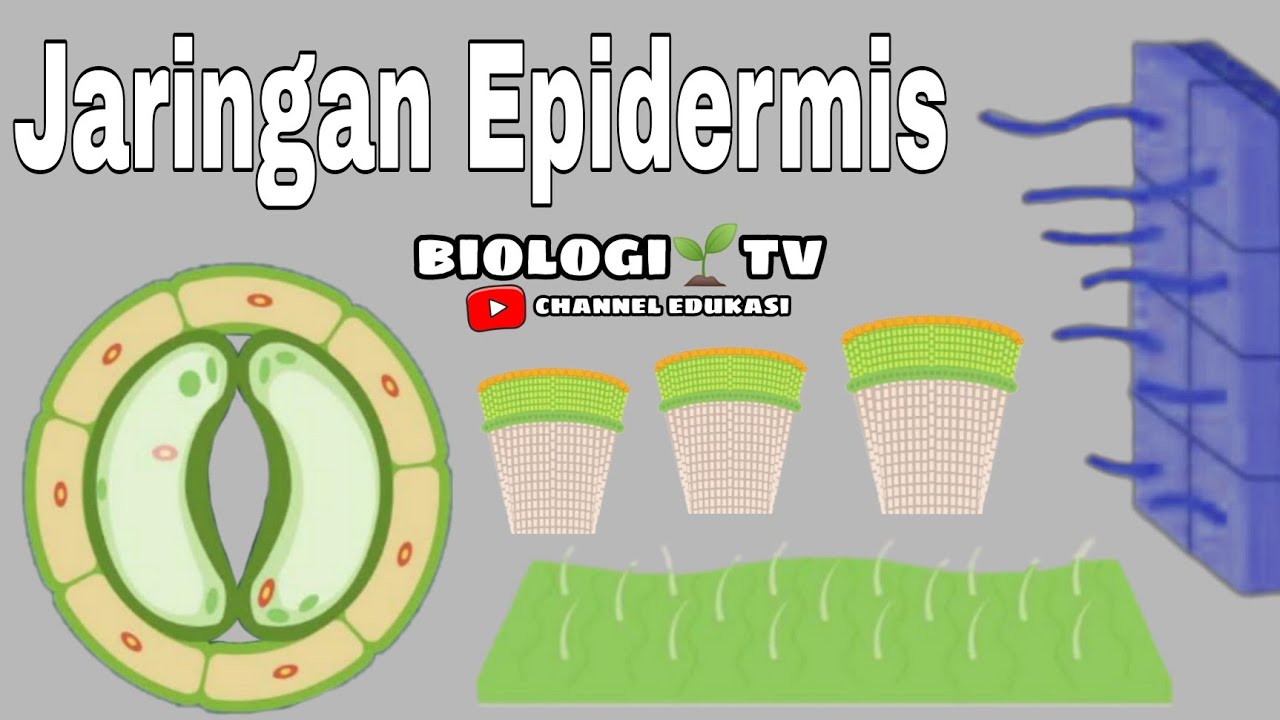 Jaringan epidermis tumbuhan - jaringan dewasa tumbuhan biologi sma materi kelas