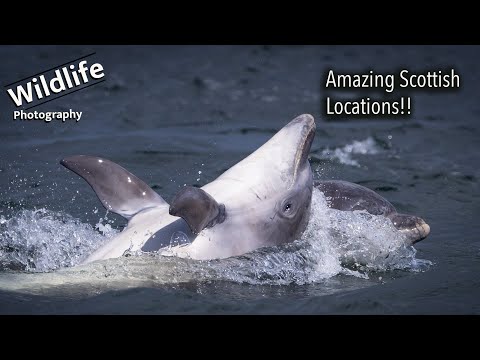 Scottish Wildlife Photography - What a Place!! - UK Wildlife and Nature Photography