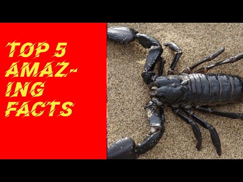 TOP 5 AMAZING FACTS 🧐 | DEFINE FACTS #define | #shorts