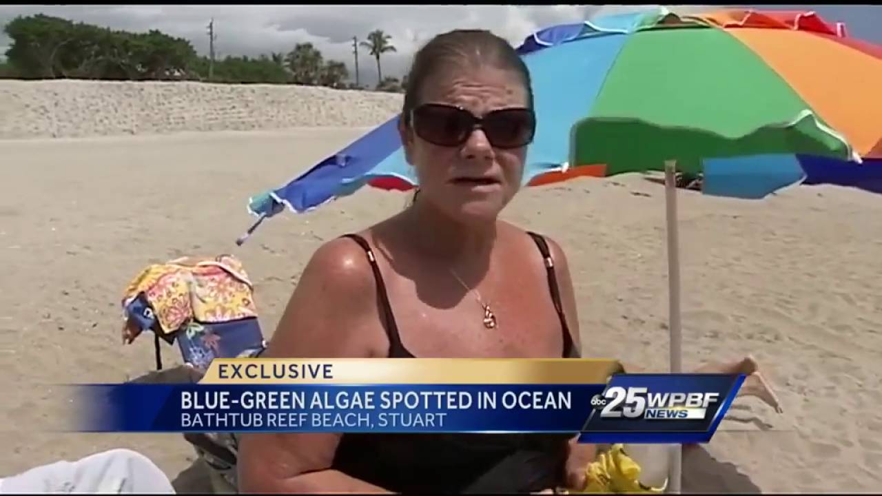 Blue-green algae spotted in ocean