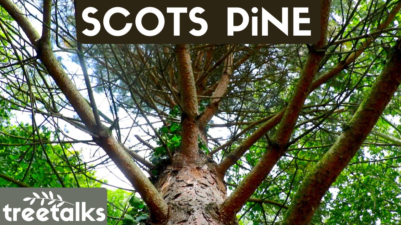 Scots Pine Tree - Facts & Identification