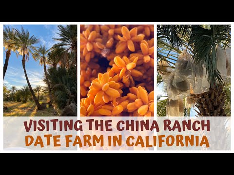 VISITING THE CHINA RANCH DATE FARM IN CALIFORNIA