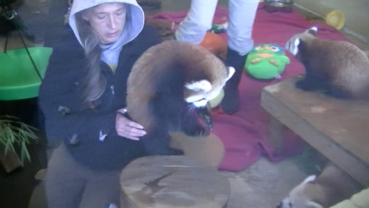 How to Weigh A Red Panda