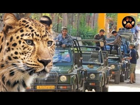 Budgeted Luxury Hotel Jhalana Leopard Reserve | Where to Stay in Jaipur? Hotel Royal Orchid Jaipur