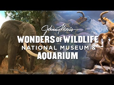 Johnny Morris' Wonders of Wildlife in Springfield Missouri